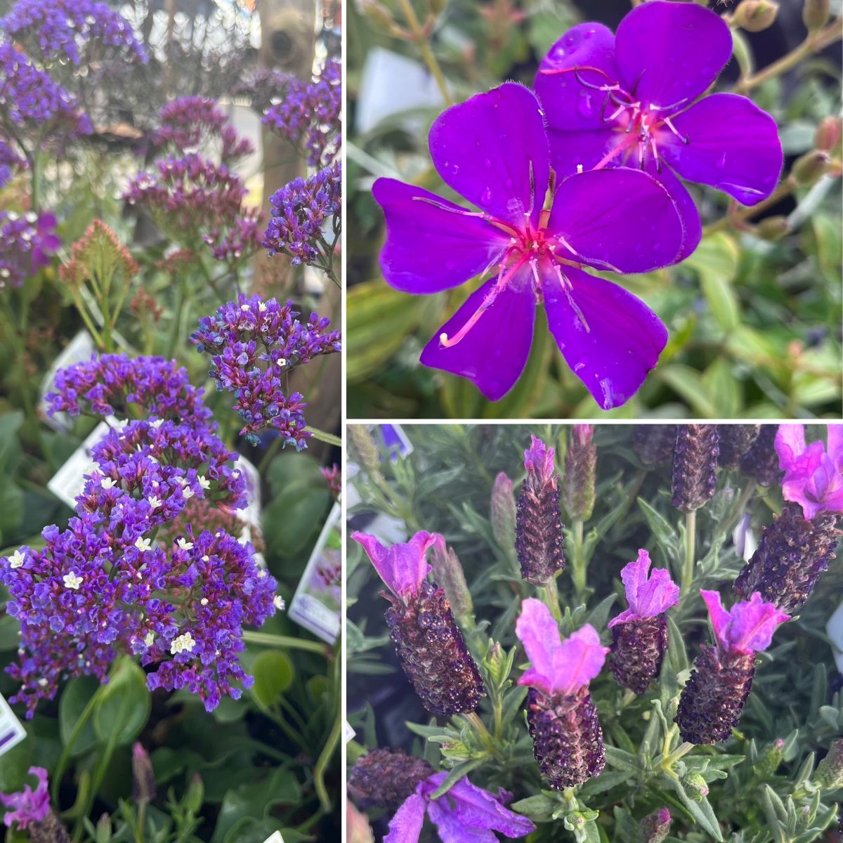 A Pop of Purple and Pink Quill Tillandsias - Botanical Creations