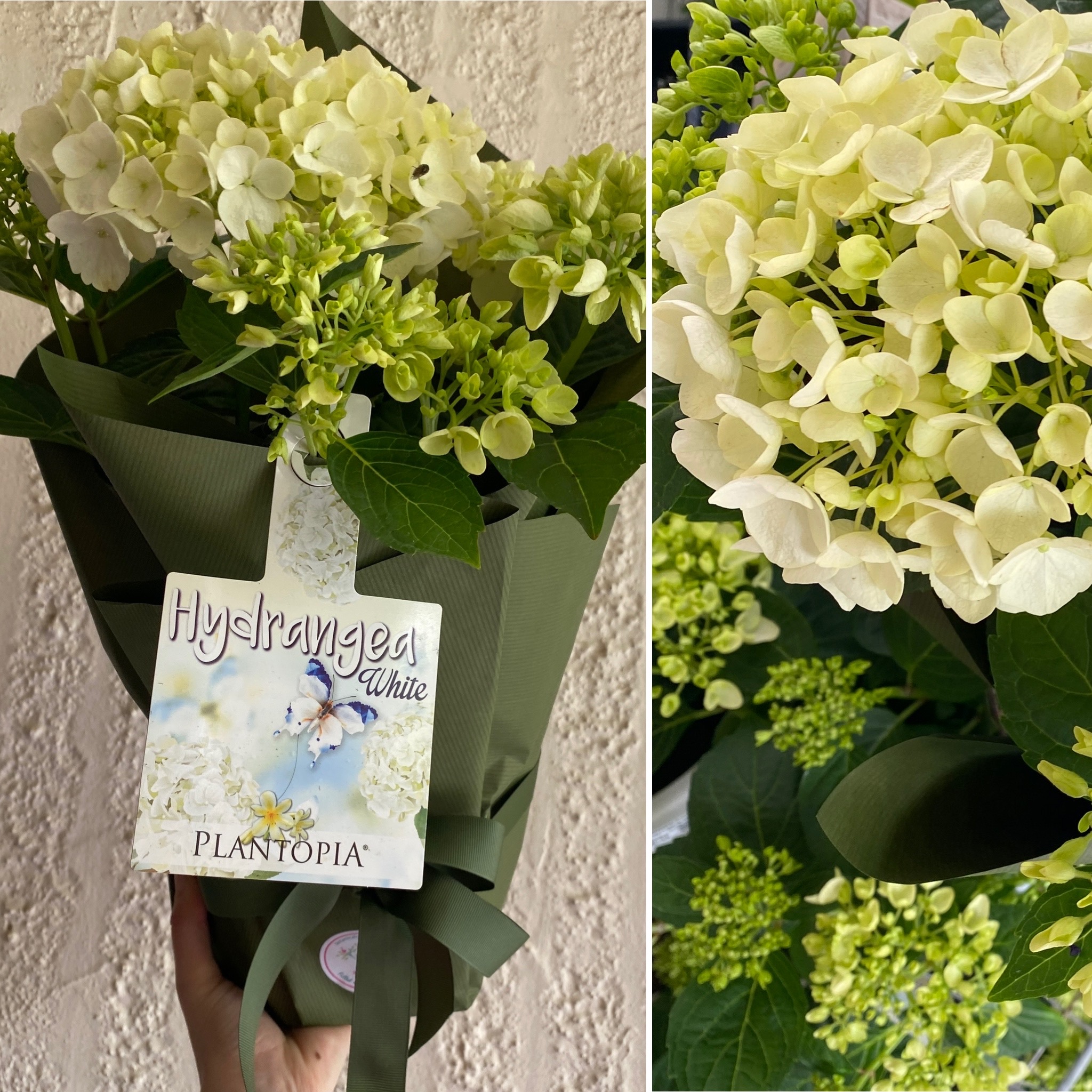 BASIL & HYDRANGEAS JUST ARRIVED - Botanical Creations