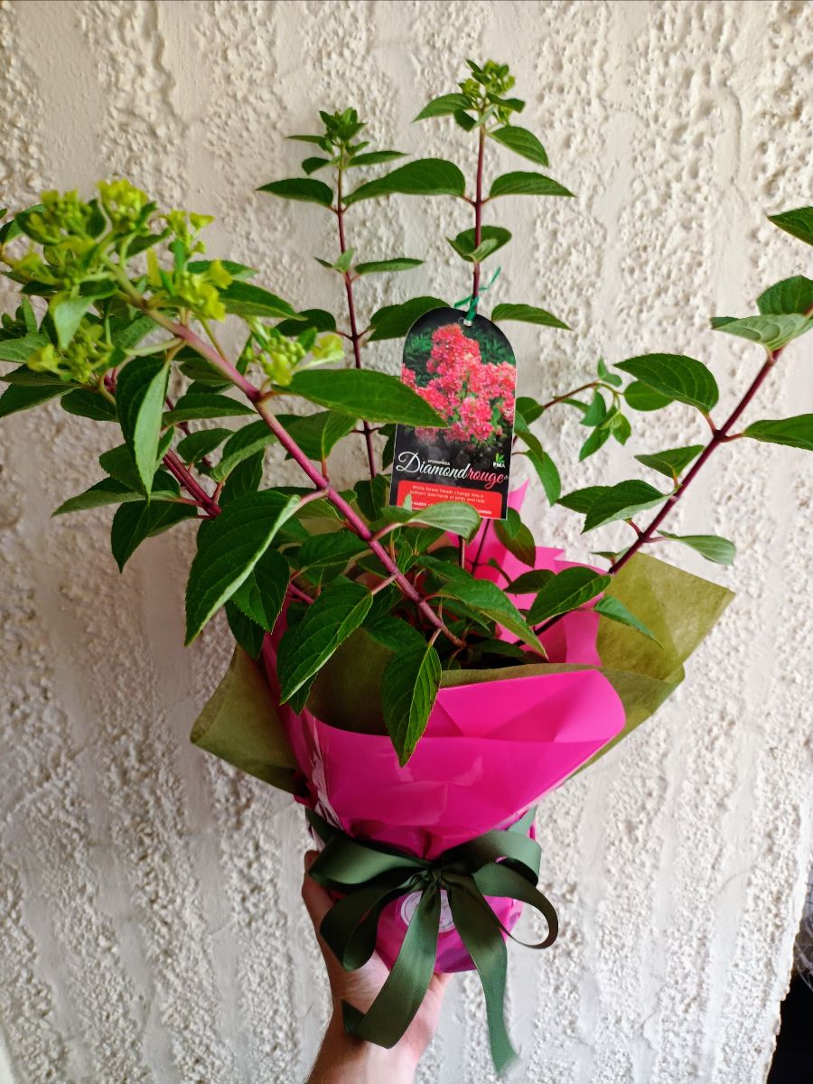 Colour For All Seasons & NEW Sun-Tough Hydrangeas - Botanical Creations