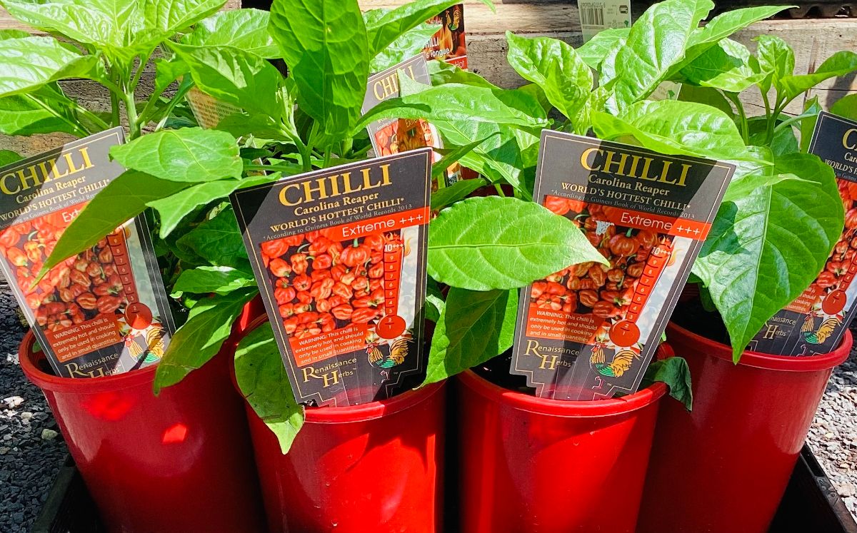 Outrageous Native Colour & WORLD'S HOTTEST CHILLI - Botanical Creations