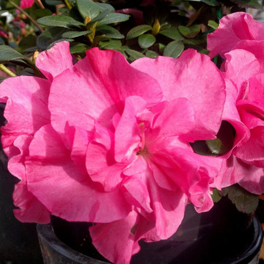 Azalea Indica 'Luci' 170 mm - Botanical Creations