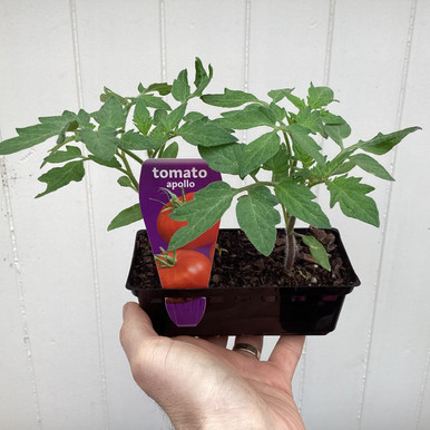 Tomato 'Apollo' - Botanical Creations