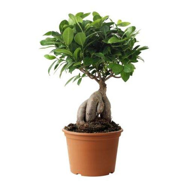 Pot Belly Fig 10cm - Botanical Creations