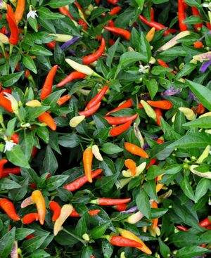 Chilli Basket Of Fire 200 mm - Botanical Creations