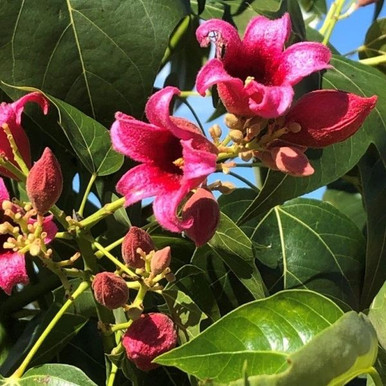 Brachychiton Griffith Pink 300 mm - Botanical Creations