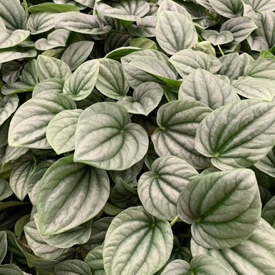 Peperomia 'Moonlight 120 mm - Botanical Creations