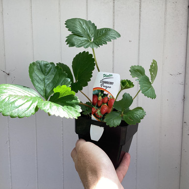 Strawberry 'Fragoo' 100 mm - Botanical Creations
