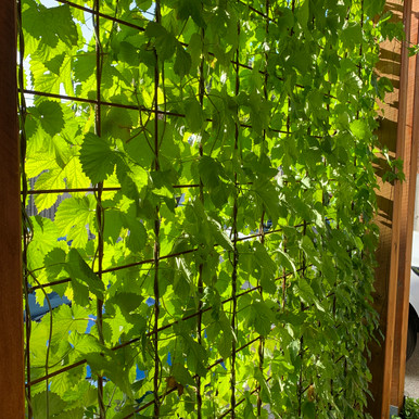 Hops 'Target' 150 mm - Botanical Creations