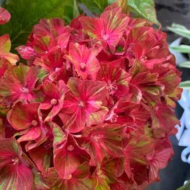 Hydrangea 'Toffee Apple' 200 mm - Botanical Creations