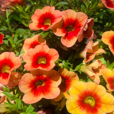 Calibrachoa 'Orange Kiss' 140 mm - Botanical Creations