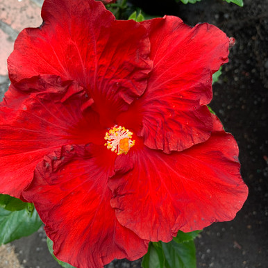 Hibiscus 'Absolute Ruby' 200 mm - Botanical Creations