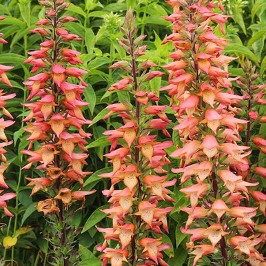 Digiplexis 'Falcon Fire' 180 mm - Botanical Creations
