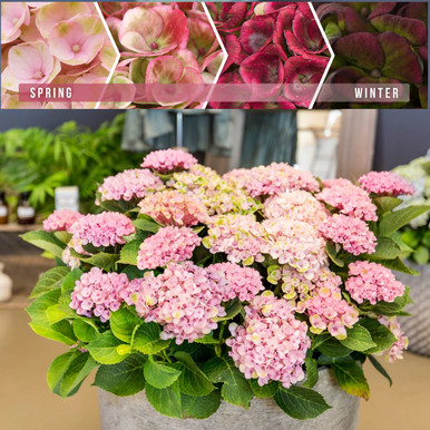 Hydrangea 'Magic Revolution Pink' 200 mm - Botanical Creations