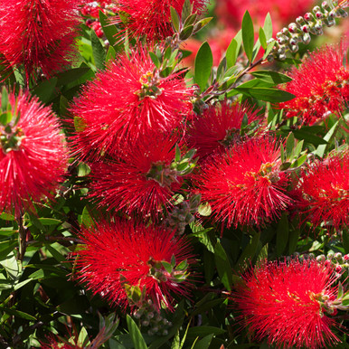 Callistemon 'Matthew Flinders' 200 mm - Botanical Creations