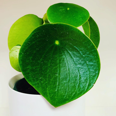 Peperomia polybotria 'Coin Leaf' 130 mm - Botanical Creations