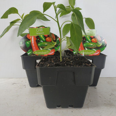 Chilli 'Bulls Horn' - Botanical Creations