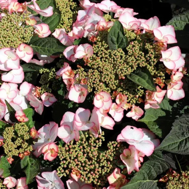 Hydrangea 'Tea Time Charm' 200 mm - Botanical Creations