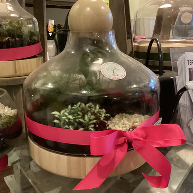 Hans Atrium Terrarium Ultra Wide - Botanical Creations