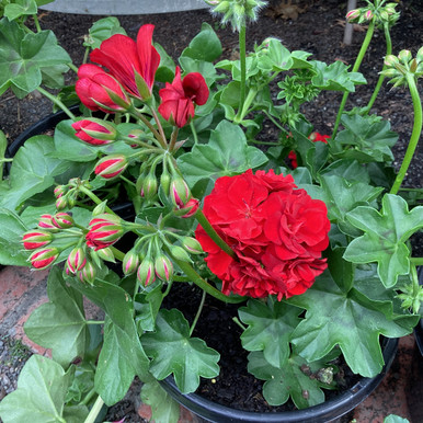 Ivy Geranium 'Dark Red' - Botanical Creations