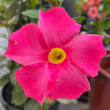 Mandevilla 'Marbella Rose' 200 mm - Botanical Creations