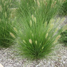 Pennisetum 'Nafray' 140 mm - Botanical Creations