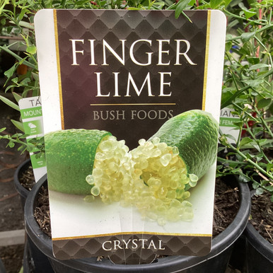 Finger Lime 'Crystal' 200 mm - Botanical Creations
