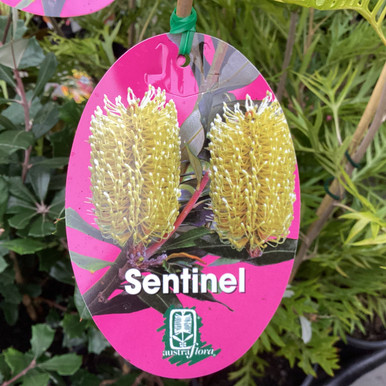 Banksia integrifolia 'Sentinel' 200 mm - Botanical Creations