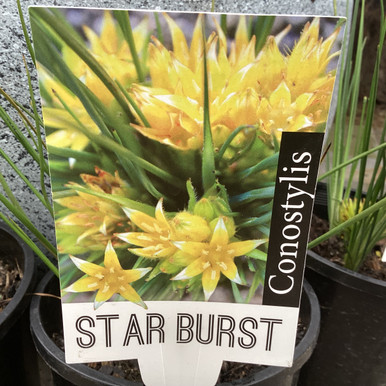 Conostylis Juncea 140 mm - Botanical Creations