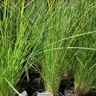 Poa Labillardieri 140 mm - Botanical Creations
