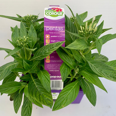 Easy Colour - Pentas White - Botanical Creations
