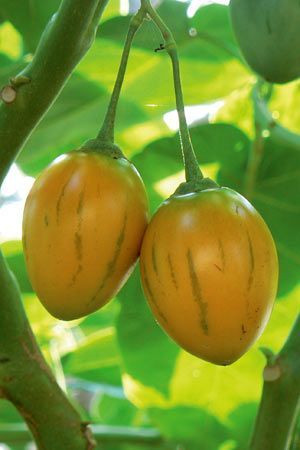 Tamarillo 'Denmark Gold' 140 mm - Botanical Creations