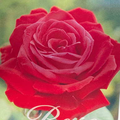 Rosa 'Loving Memory' 200 mm - Botanical Creations