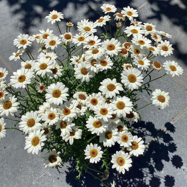 Argyranthemum 'Grandaisy White' 200 mm - Botanical Creations