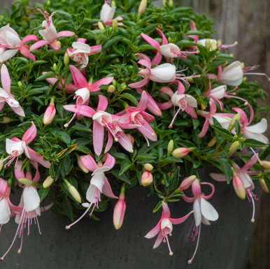 Fuchsia 'Happy Bells Blissful' - Botanical Creations