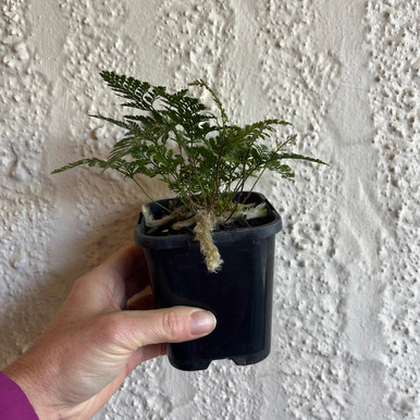 Davallia 'Hare's Foot Fern' 100 mm - Botanical Creations