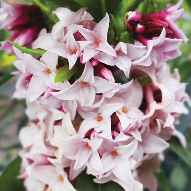 Daphne 'Perfume Princess White' 200 mm - Botanical Creations