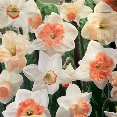 Daffodil 'Pretty Pink Mix' 9pk Packet - Botanical Creations