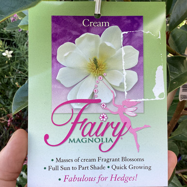 Magnolia Cream Fairy 250 mm - Botanical Creations