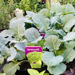 Broccoli - Baby Bunching 100 mm - Botanical Creations