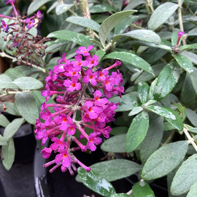 Buddleja 'Magenta Dwarf' 180 mm - Botanical Creations