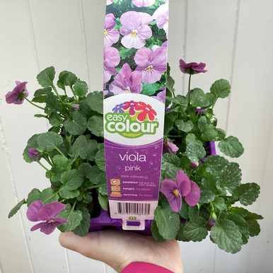 Easy Colour Viola Pink Punnet - Botanical Creations