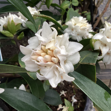 Daphne 'Perfume Princess White' 250 mm - Botanical Creations