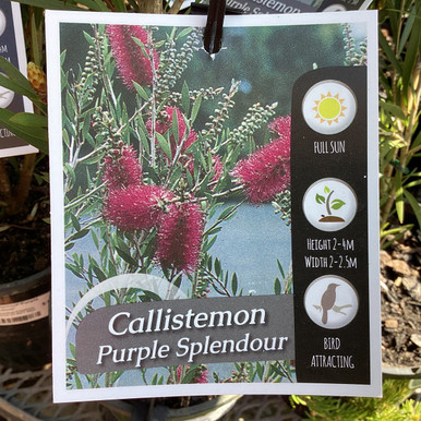 Callistemon 'Purple Splendour' 140 mm - Botanical Creations