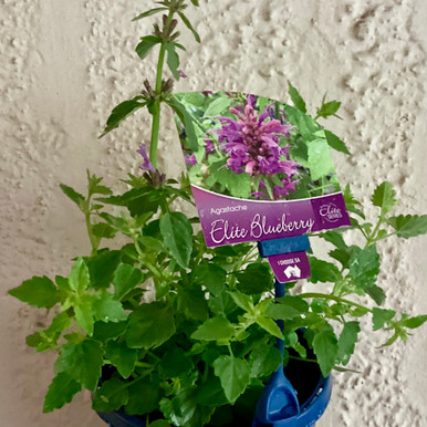 Agastache 'Elite Blueberry' 140 mm - Botanical Creations