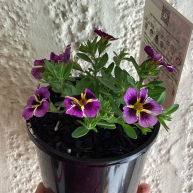Calibrachoa 'Tik Tok Grape' 150 mm - Botanical Creations