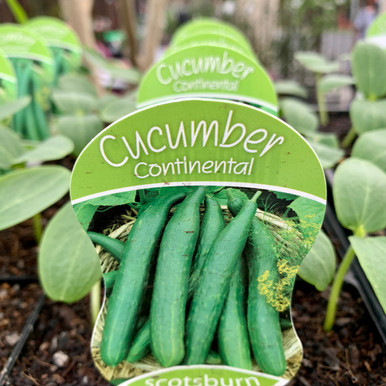Cucumber 'Continental' - Botanical Creations