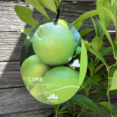 Lime Courtyard 200 mm - Botanical Creations