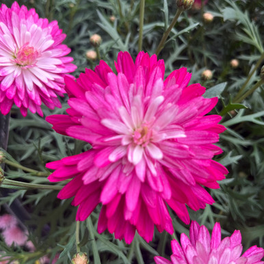 Argyranthemum 'Colossus Raspberry Ice' 200 mm - Botanical Creations