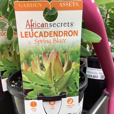 Leucadendron 'Spring Blaze' 140 mm - Botanical Creations