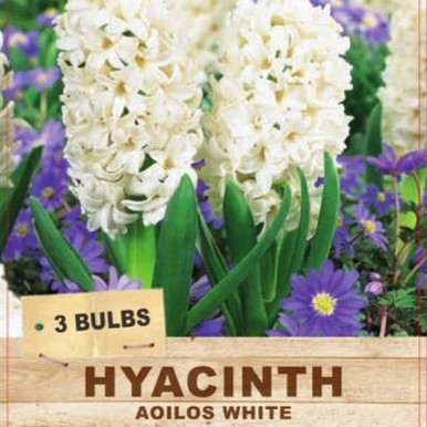 Hyacinth 'Aiolos' Packet - Botanical Creations